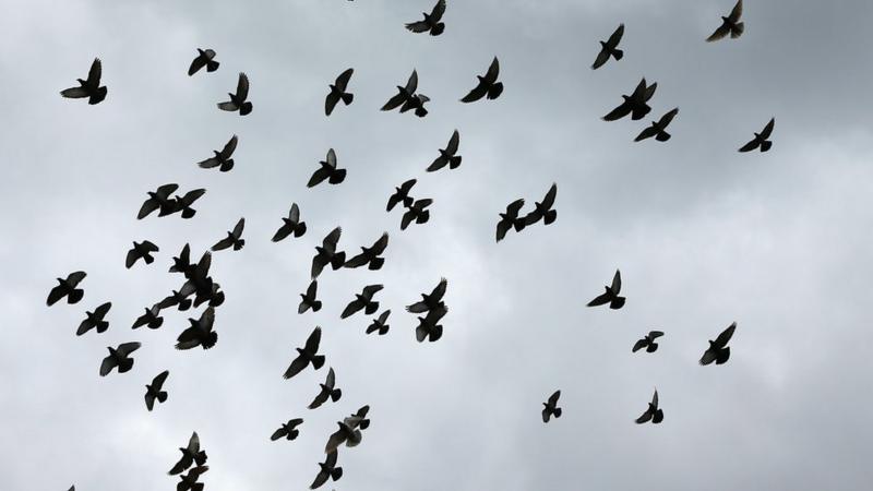 Pictures: Britain's top ten most common birds - BBC Newsround