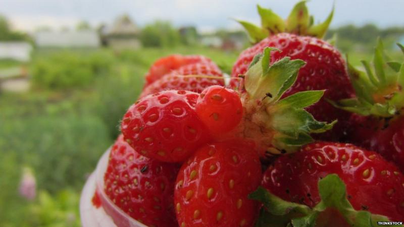 The miracle of the 20-week strawberry season - BBC News