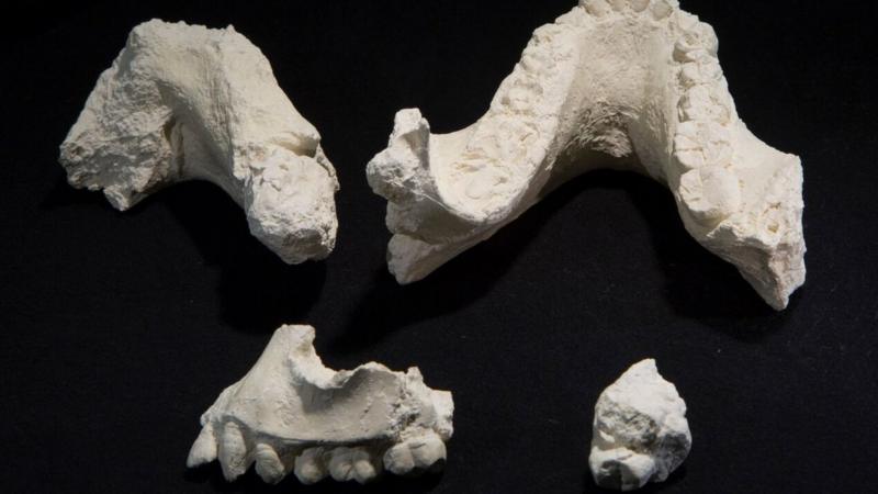 Early human ancestor Lucy 'died falling out of a tree' - BBC News