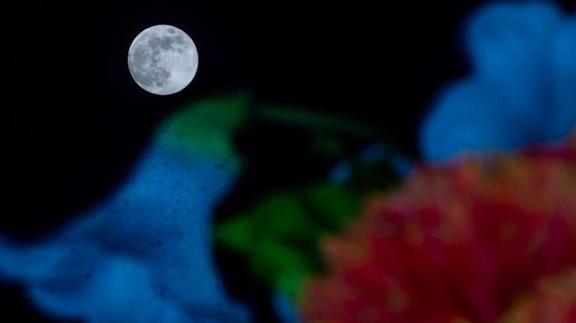 Flower moon 2025: How and when to see May's full moon tonight - BBC Weather