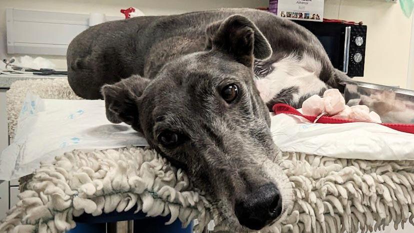 Retired Skipton greyhound's rare blood donations save dozens of dogs ...