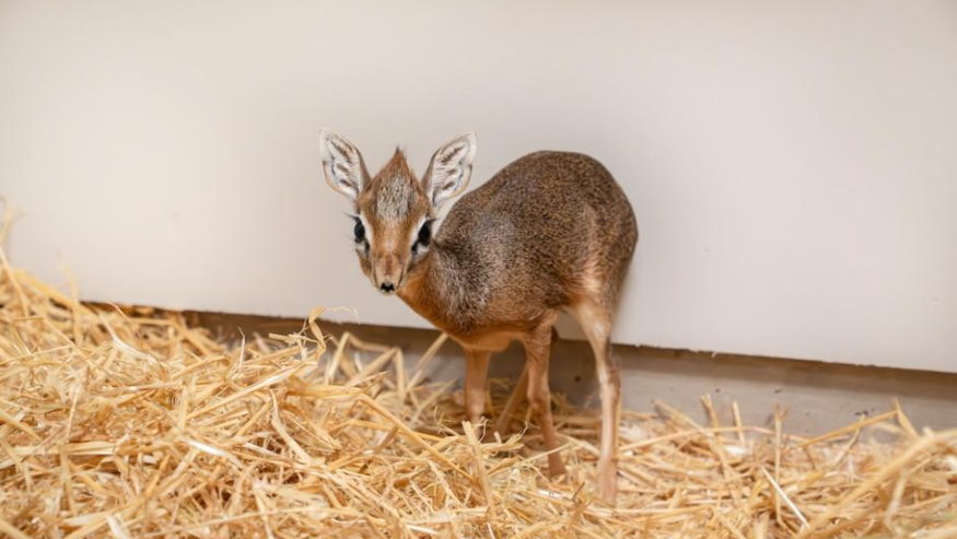 Chester Zoo baby antelope Dotty as big as can of baked beans - BBC News