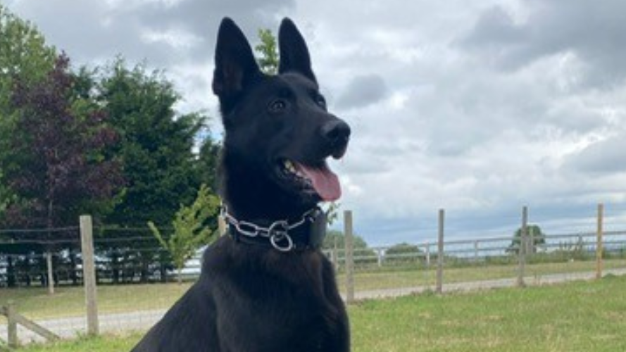 Police dog Enzo brings Selby dangerous driver to a halt - BBC News