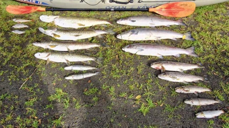 River Glyde: More than 20,000 fish killed after pollution incident ...
