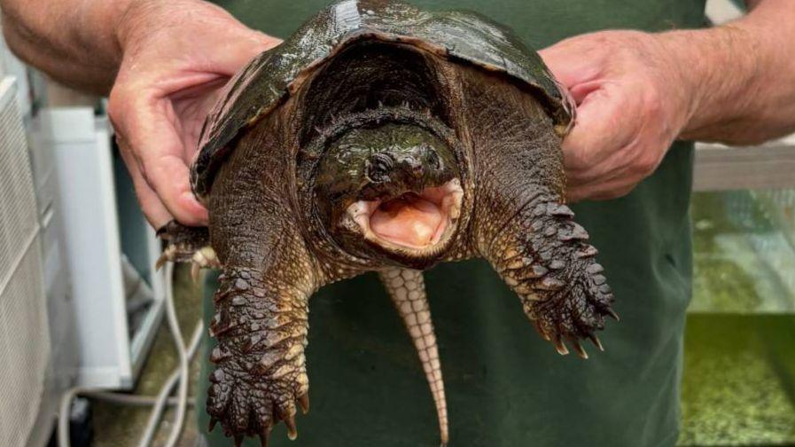 Snapping turtle with sharp bite found near Swansea - BBC News