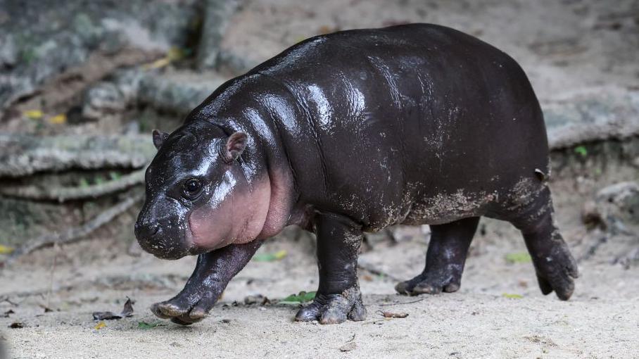 Man fined after breaking into viral hippo Moo Deng's enclosure - BBC News
