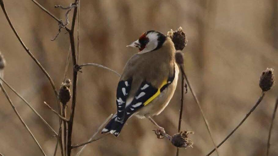 Your pictures of birds in Cumbria as garden project takes off - BBC News