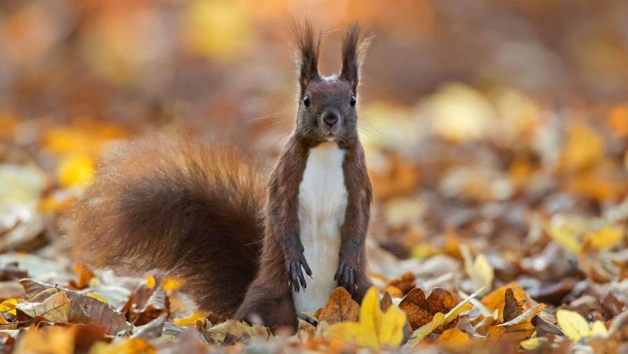 Squirrelpox case confirmed at Kirkbean on Solway Coast - BBC News