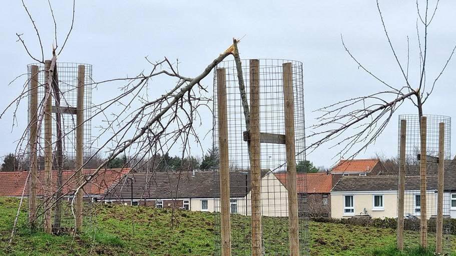 Call for Albany Park fence and warden after trees snapped - BBC News