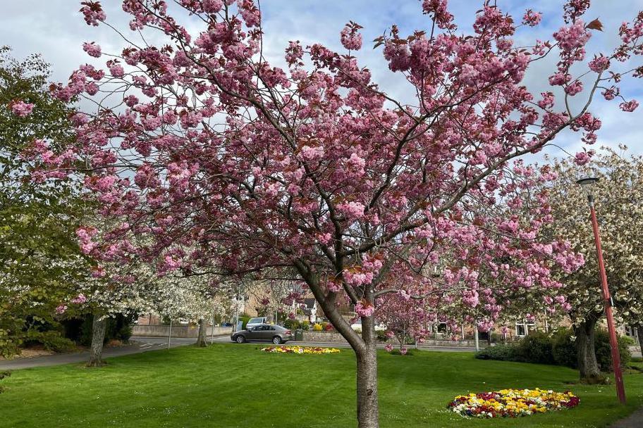 Scotland's pink cherry and apple blossom in pictures - BBC News