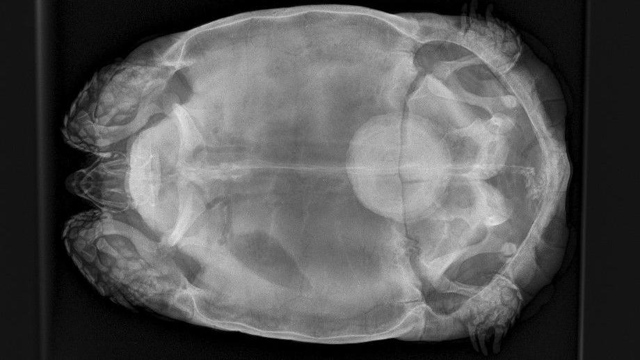 Tortoise has 'tennis ball-sized' bladder stone removed - BBC News