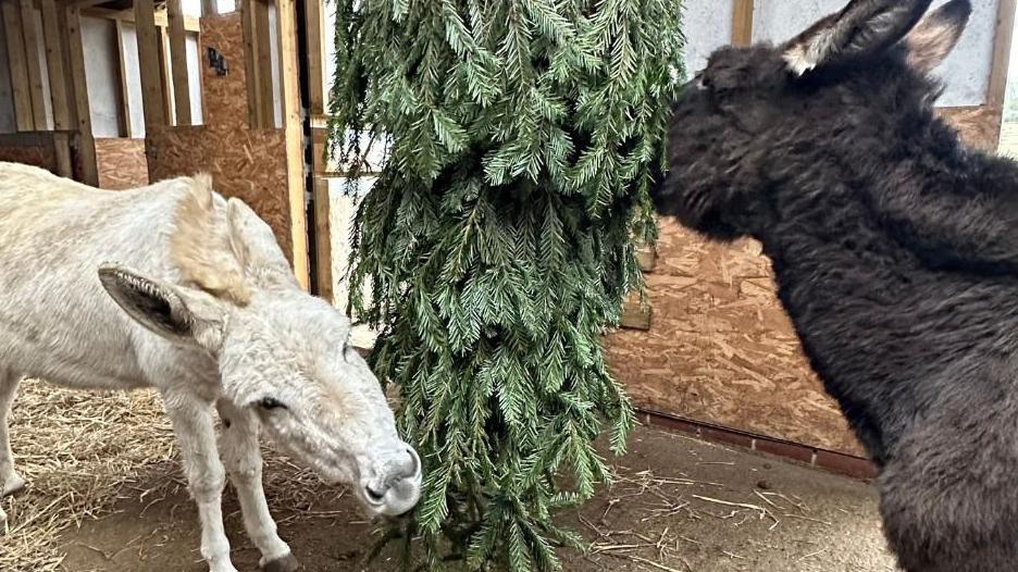 How to recycle Christmas trees in the South - BBC News