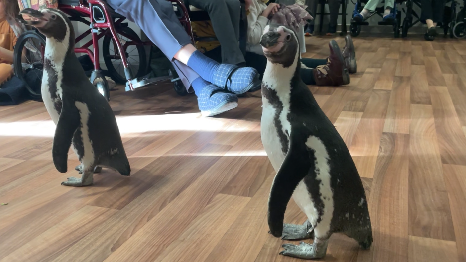 Penguins delight residents in Nottinghamshire care home visit - BBC News