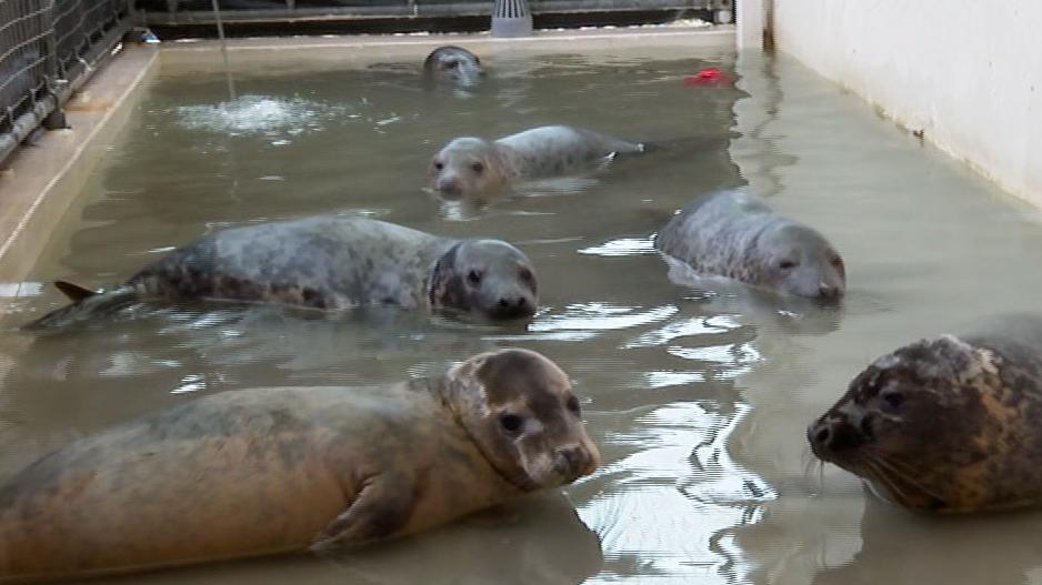 GSPCA 'coping' as six seals rescued in Guernsey in four weeks - BBC News