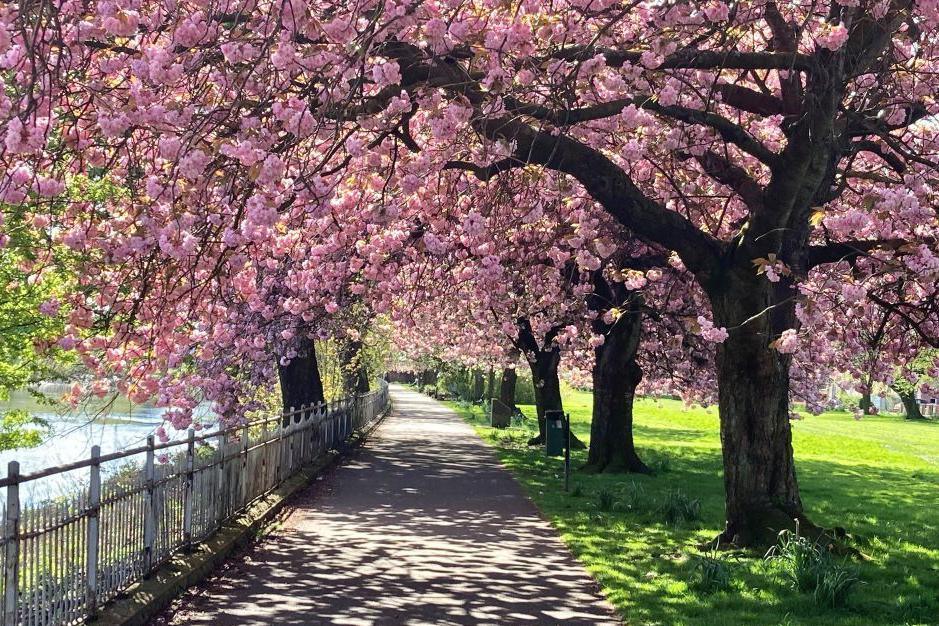 Scotland's pink cherry and apple blossom in pictures - BBC News