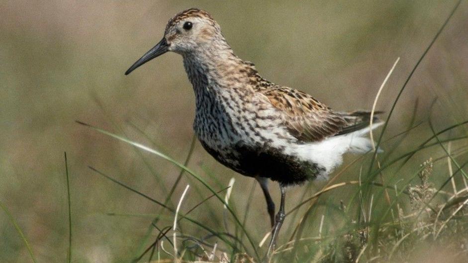 Hope for endangered dunlin after breeding success in Cumbria - BBC News