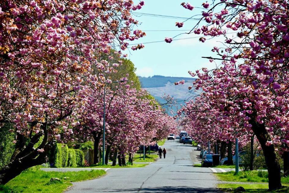 Scotland's pink cherry and apple blossom in pictures - BBC News
