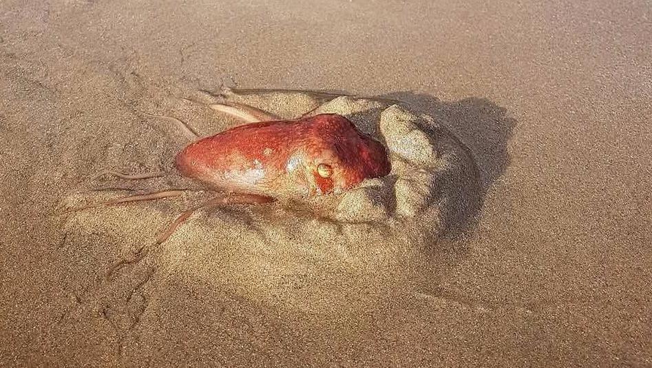 Rare octopus spotted on Tenby's North Beach before vanishing - BBC News