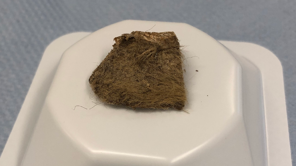 Cardiff University scientists study woolly rhino DNA found inside Ice ...