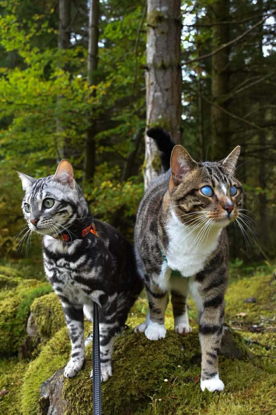 Cat walking - TikTok fad or good pet ownership? - BBC News