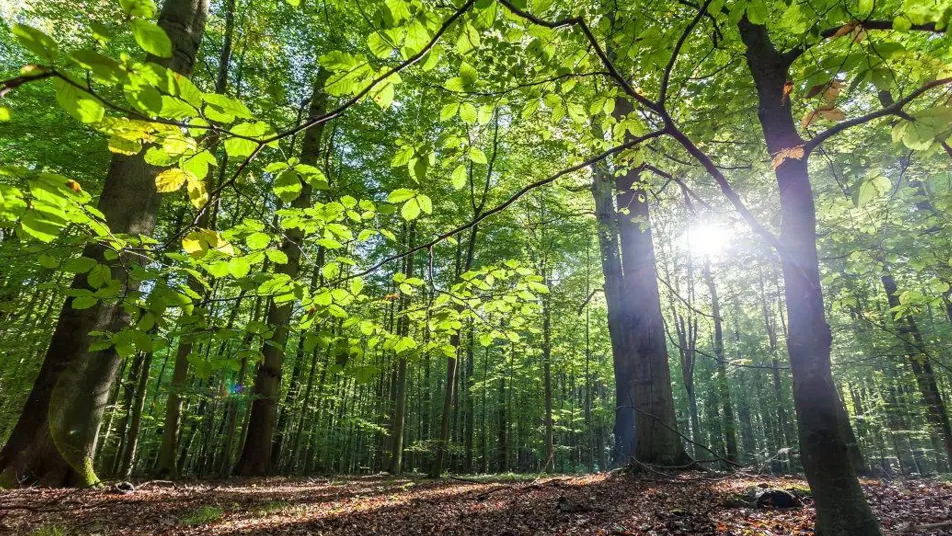 Two new protected nature reserves considered in Telford borough - BBC News
