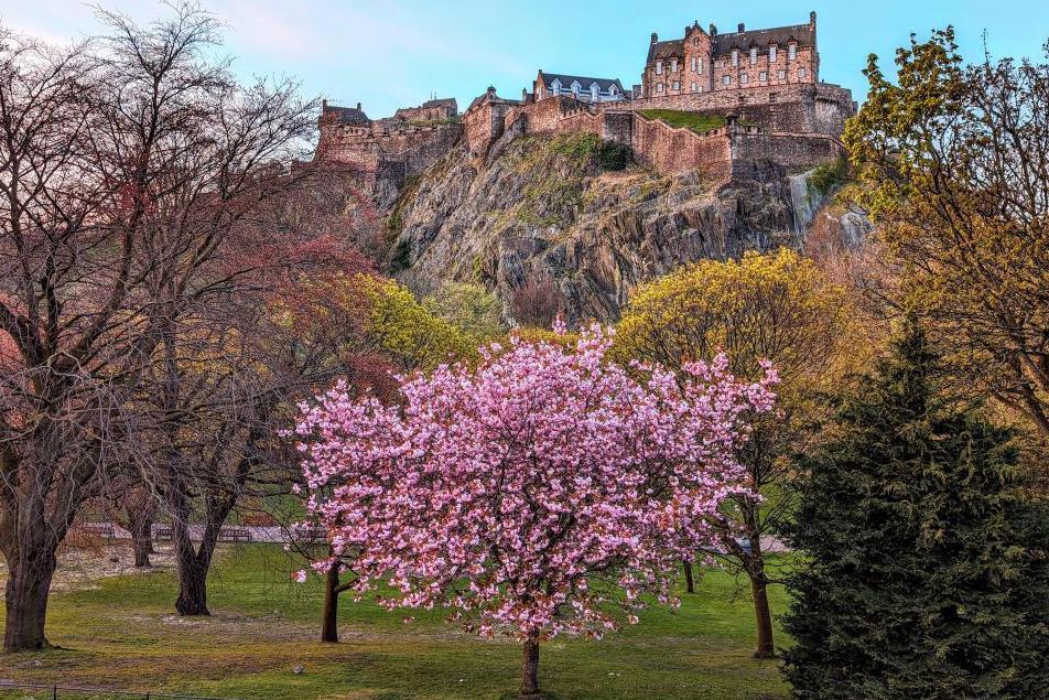 Scotland's pink cherry and apple blossom in pictures - BBC News