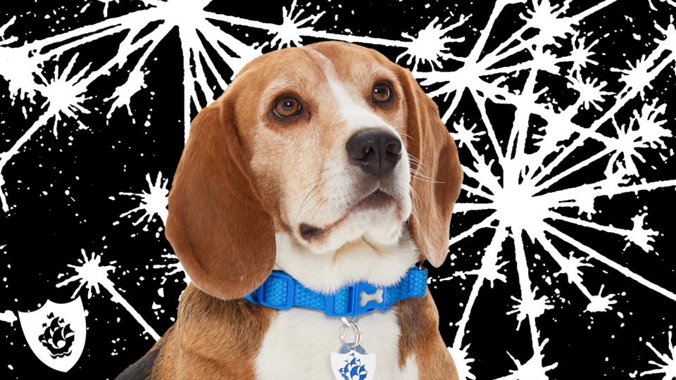 CBBC Animal Hub - CBBC - BBC