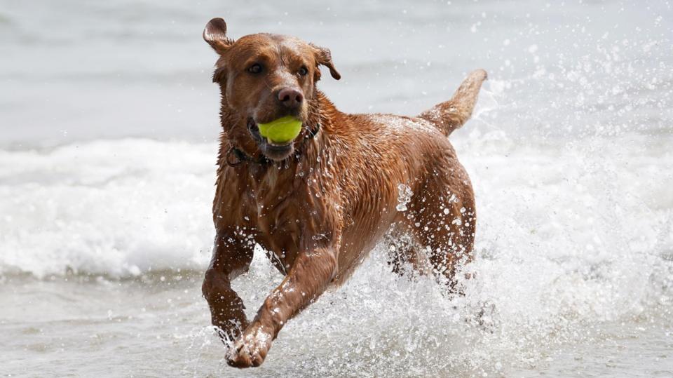 Devon | Latest News & Updates | BBC News