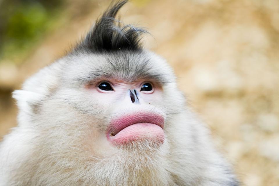 Explore the CBBC Hubs - CBBC - BBC