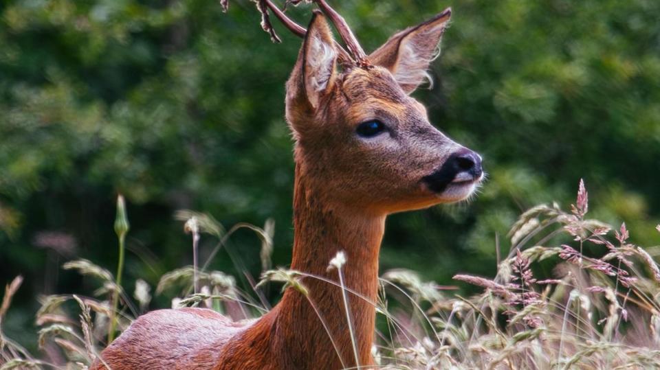Dorset | Latest News & Updates | BBC News