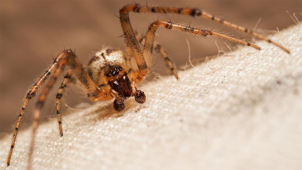 Wildlife on your doorstep - CBBC