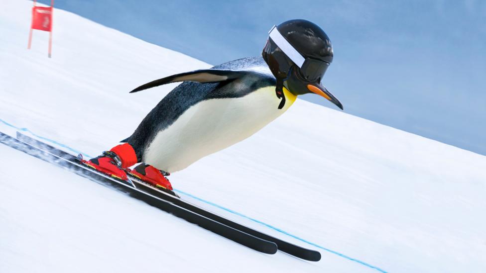 Winter Olympics... with penguins - CBBC