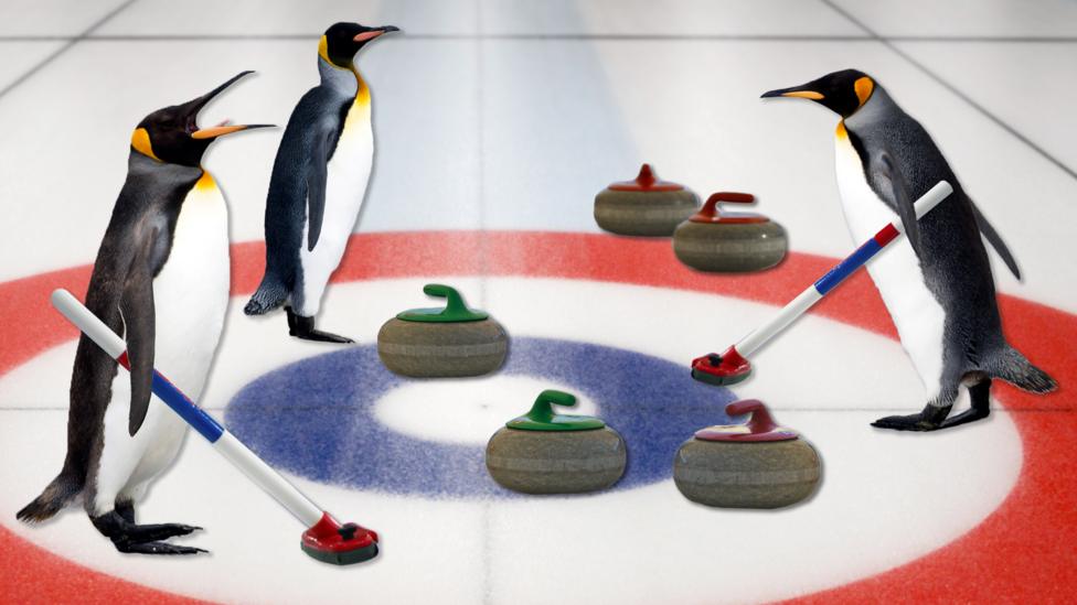 Winter Olympics... with penguins - CBBC