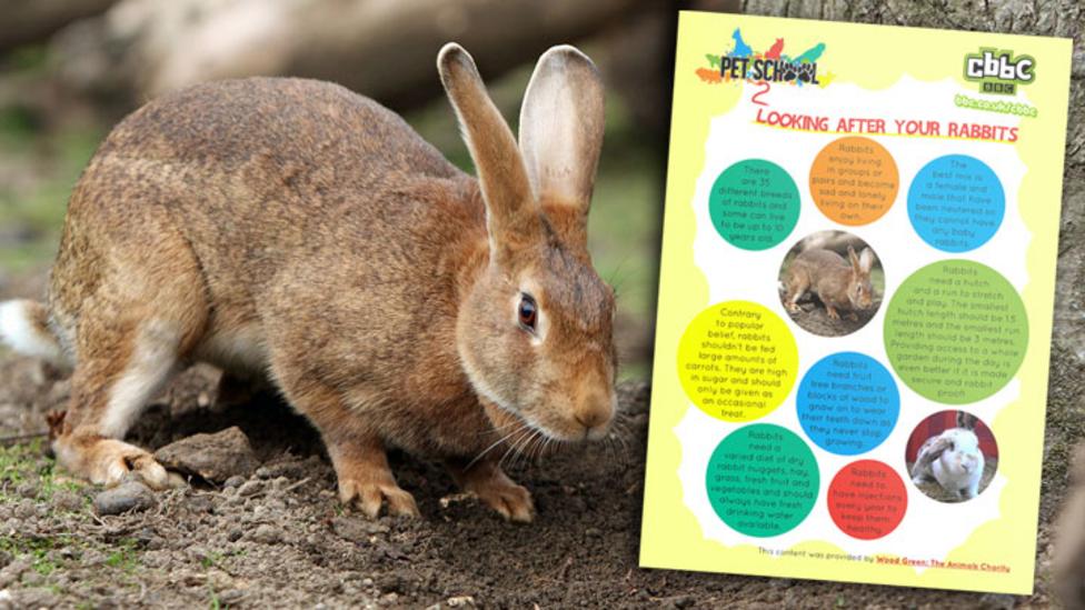rabbit care posters
