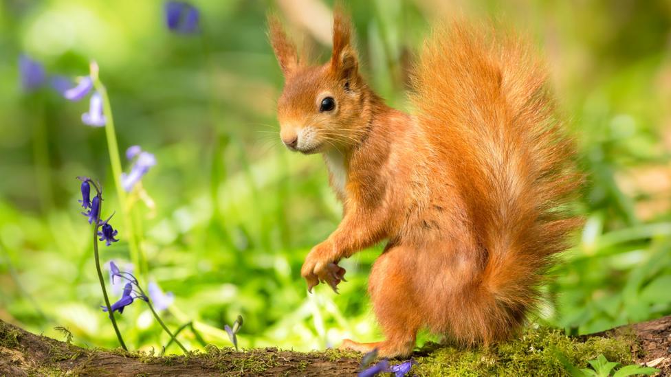 Ten secret red squirrel spots - CBBC