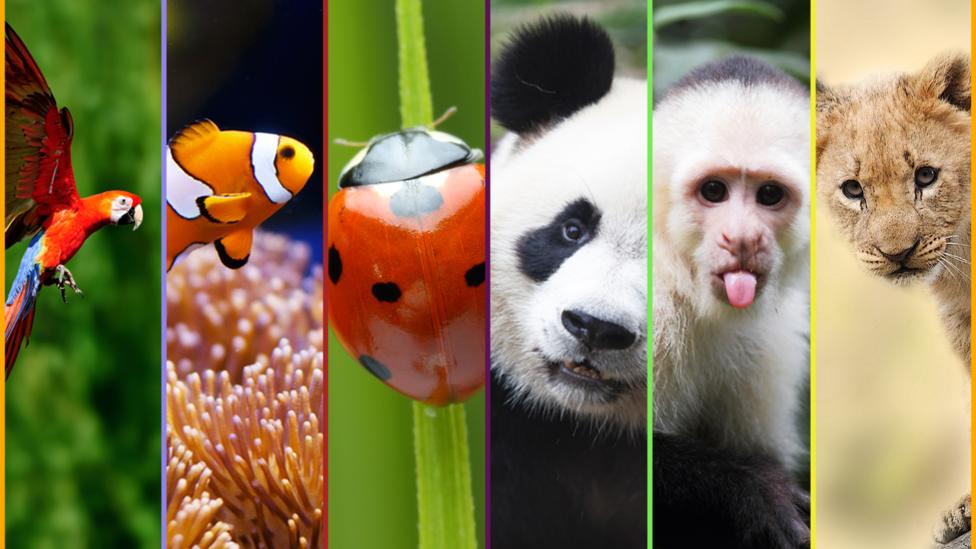 What's your favourite wild animal? - CBeebies