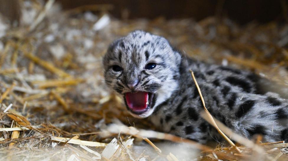 Kent's rare snow leopard cub dies after just one month - BBC News