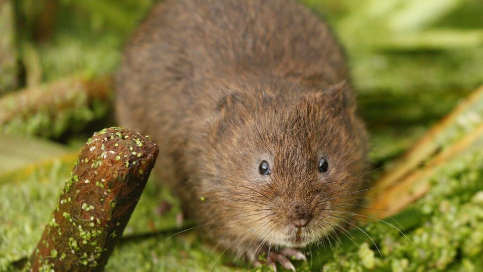 Water voles reintroduced to River Lea after 20 years - BBC News