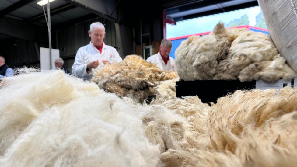 Sheep farmers say wool prices making a comeback - BBC News