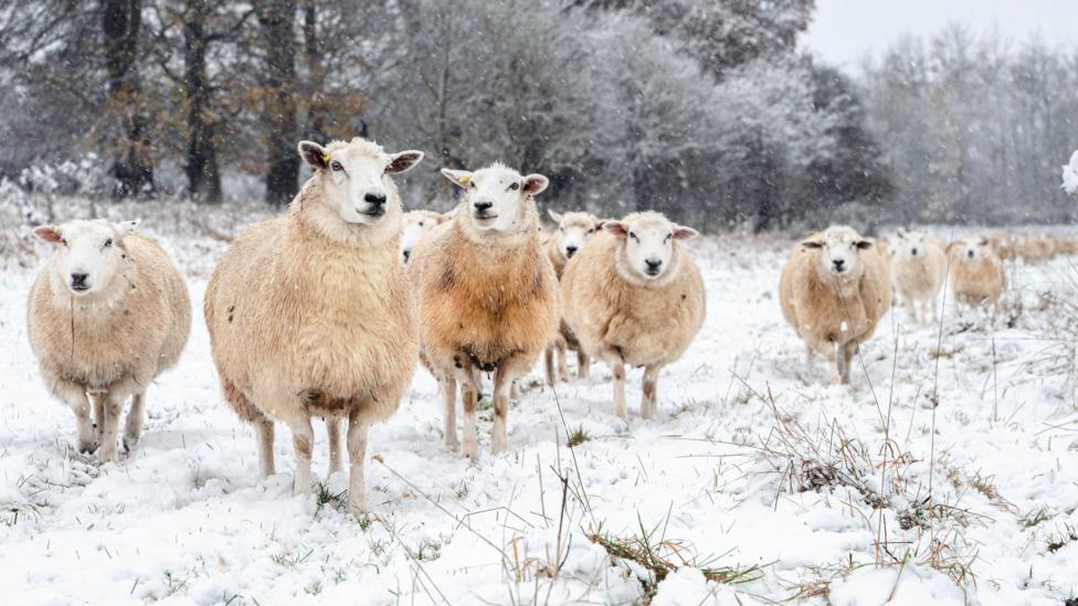 West Watch: Snow arrives in the West Country - BBC News