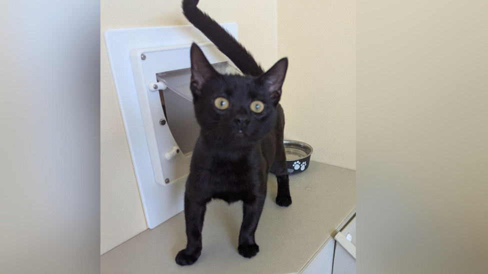 Kent: Kittens found in box near Canterbury orchard - BBC News