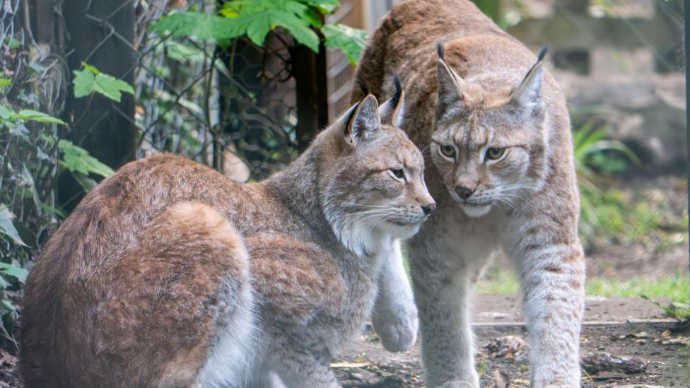 Dartmoor Zoo hoping for romance between rare leopards - BBC News