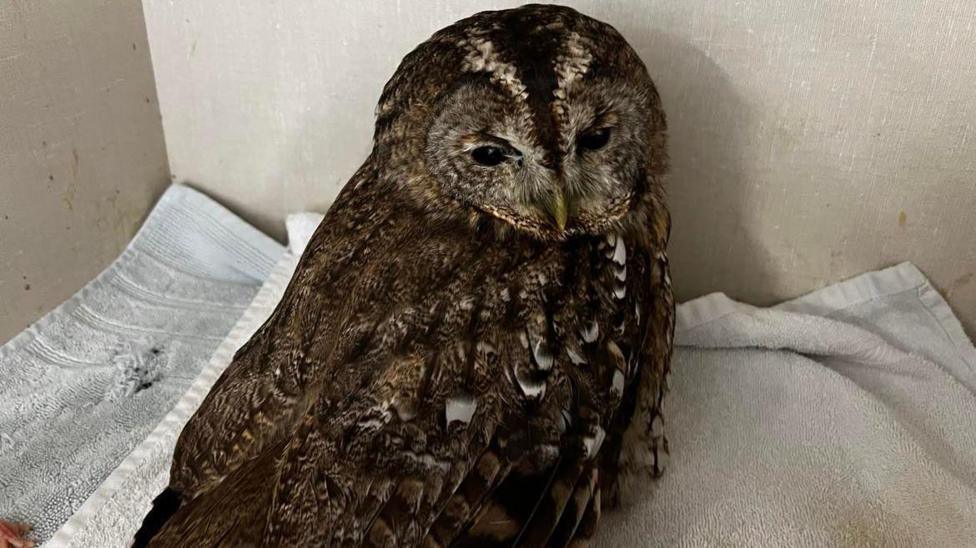 'Dead' owl wakes up in car footwell after rescue - BBC News