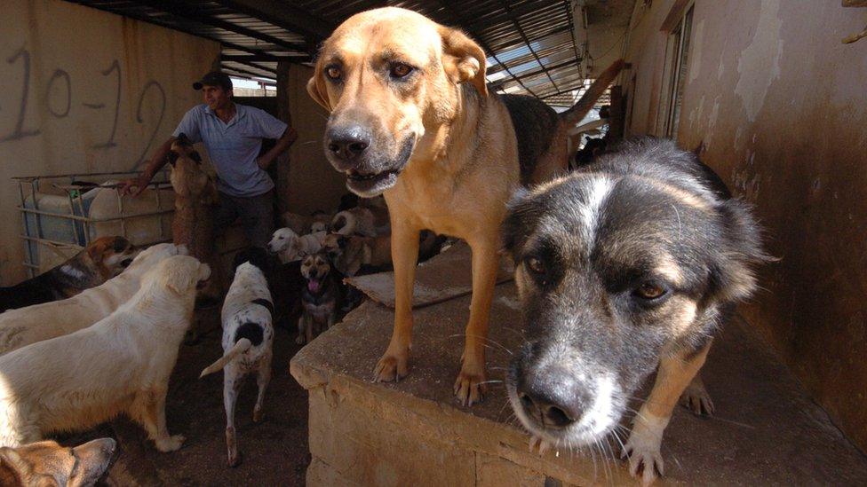 Lebanon's largest animal shelter under threat amid cash crisis - BBC News