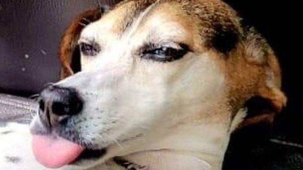 Lost dog wins at Felbridge show after escaping Bolney home - BBC News