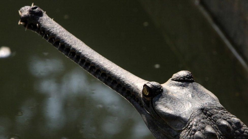 New hope for endangered reptile as 100 baby crocs found in Nepal - BBC ...