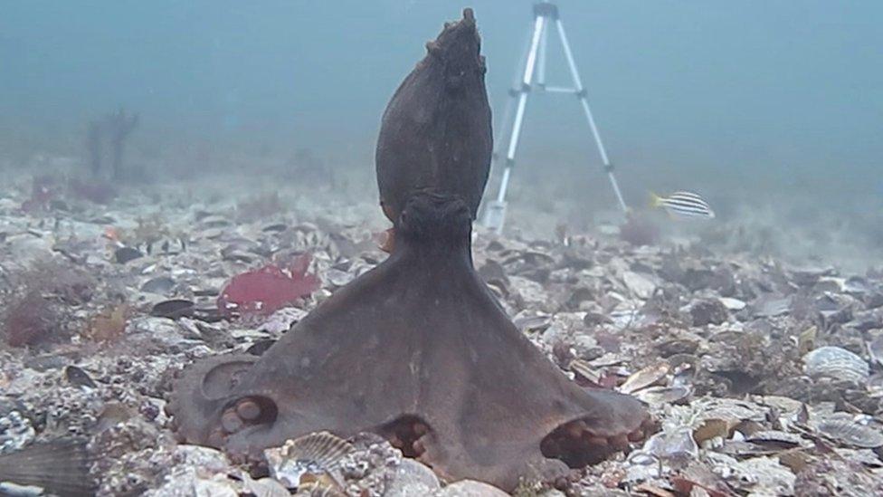 Ghost-like 'Casper' octopod discovered - BBC News
