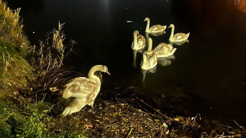 Swan rescued by Hilsea police and reunited with family - BBC News