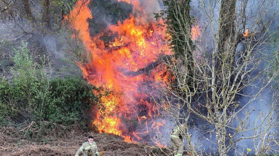 Emergency services battle large wildfire in Horsham - BBC News