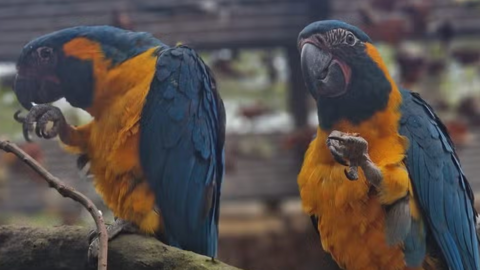Zoo escape: Hunt underway for two missing parrots - BBC Newsround